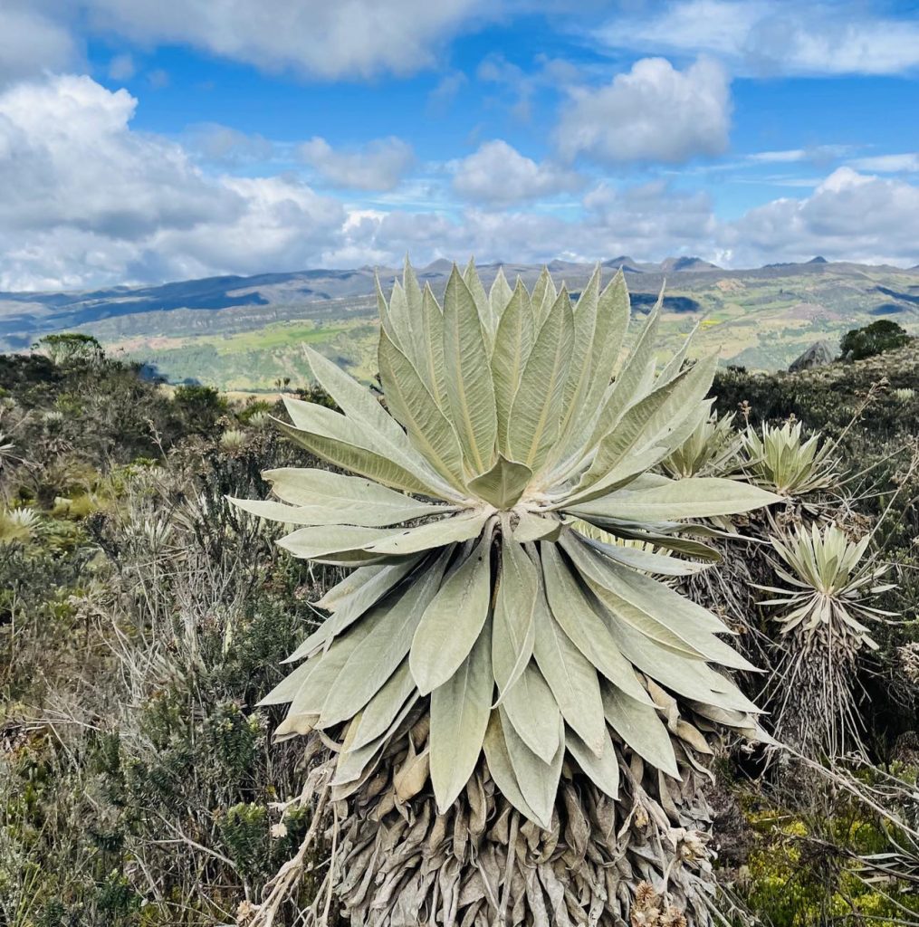 Caminata Páramo de Sumapaz, el más grande del mundo – EL GRAND TOUR